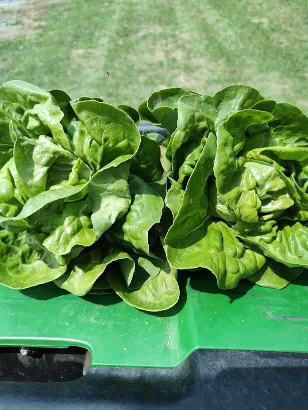 Loving Life on the Farm! – Hoffman's Farm Market